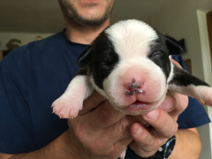 Vrh C :: Postman Bulls