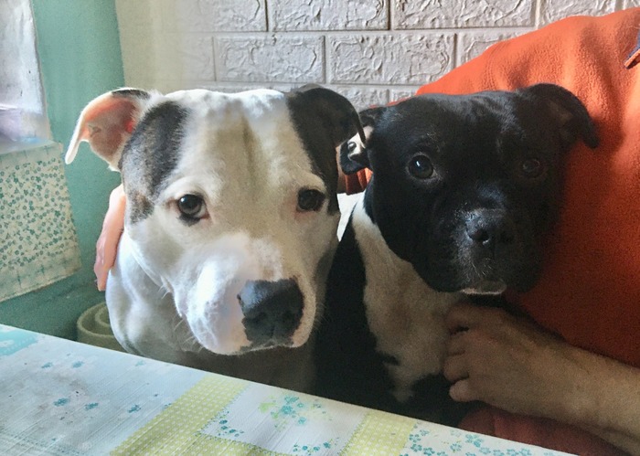 Vrh D :: Postman Bulls